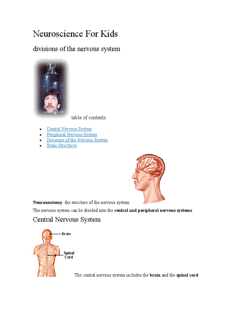 Neuroscience For Kids | PDF | Nervous System | Central Nervous System