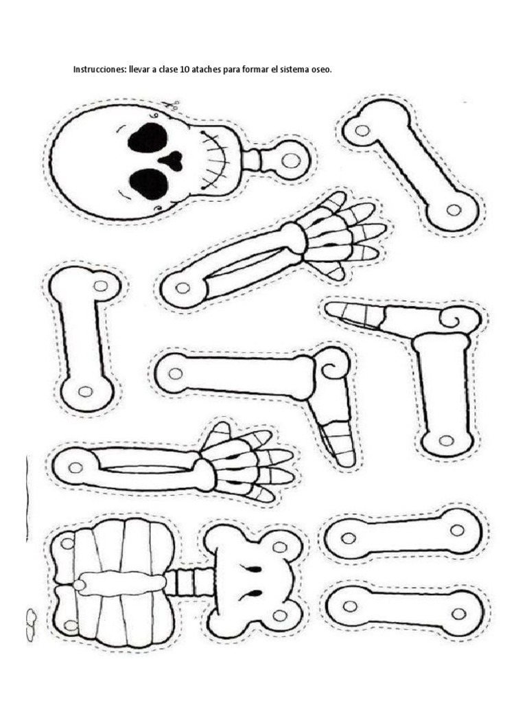 Sistema Oseo Y Muscular Pdf