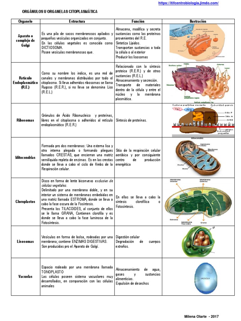 08-Organelos Celulares (Clase Virtual) | PDF | Citoplasma | Biología ...
