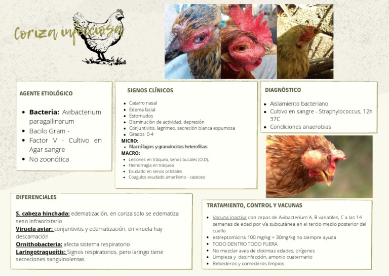 Coriza Infecciosa | PDF | Enfermedades animales | Ciencias de la Salud