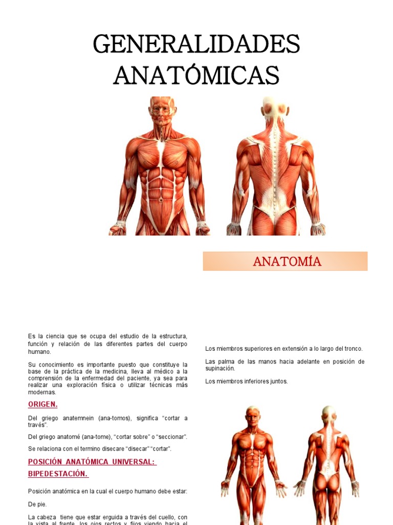 Generalidades Anatómicas: Anatomía | PDF | Términos anatómicos de ...