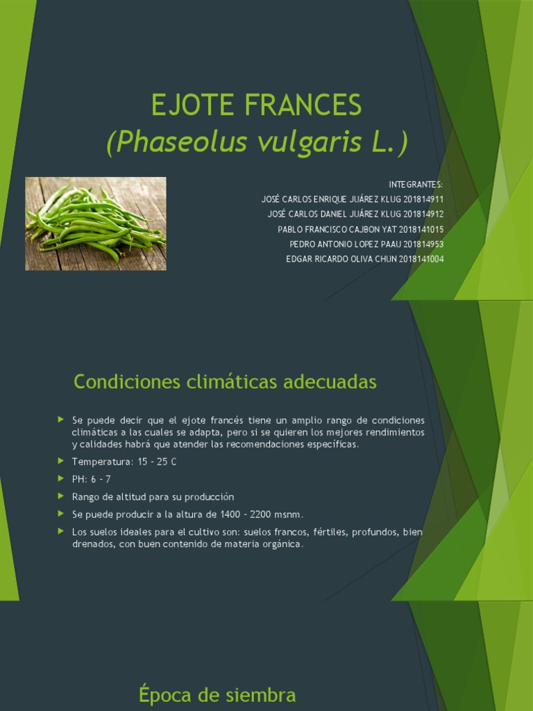 MANEJO DE EJOTE FRANCES (Phaseolus Vulgaris L.) | PDF | Siembra ...