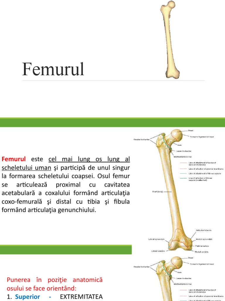 Femur Si Patela | PDF