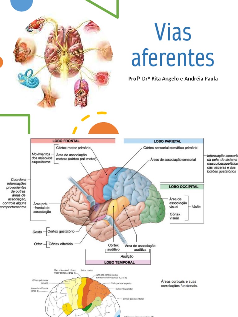 Vias Aferentes | PDF | Medula espinhal | Nervo