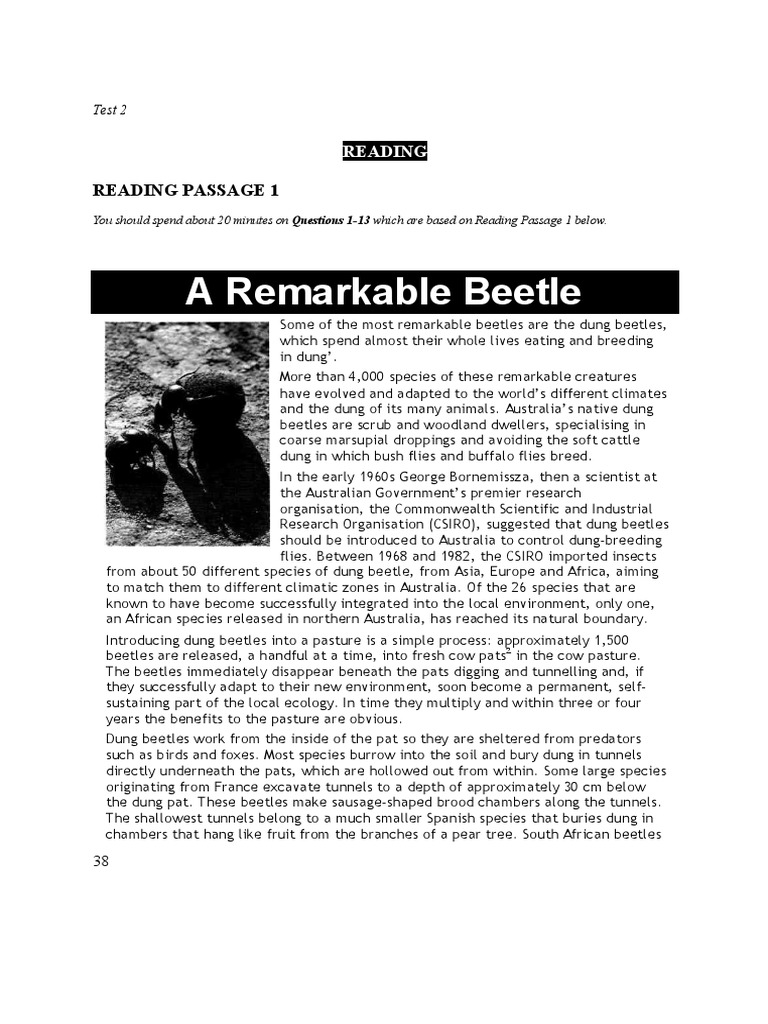 A Remarkable Beetle: Reading Passage 1 | PDF