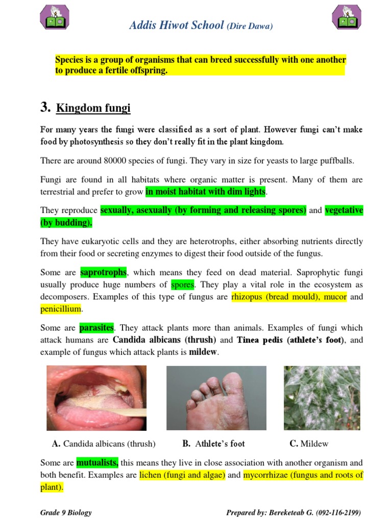 Kingdom Fungi: Addis Hiwot School | PDF | Fungus | Leaf