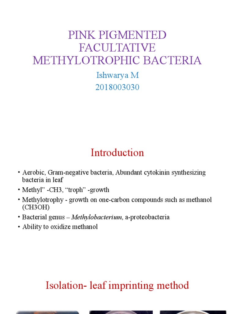 Pink Pigmented Facultative Methylotrophic Bacteria | PDF
