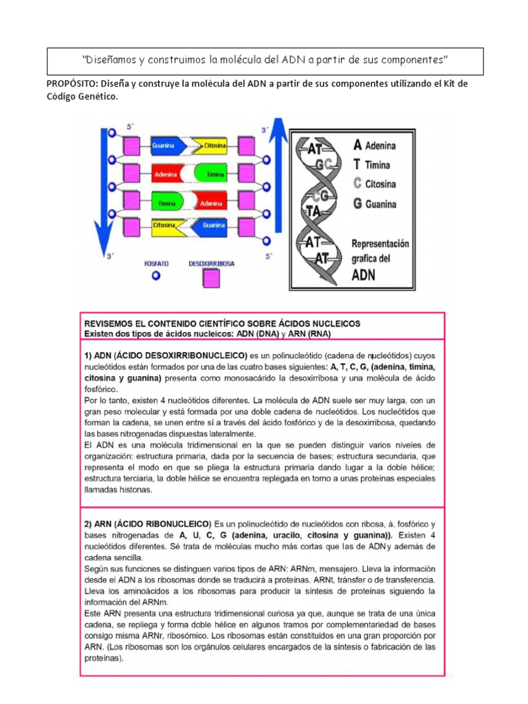 Diseñamos y Construimos La Molécula Del ADN A Partir de Sus Componentes ...