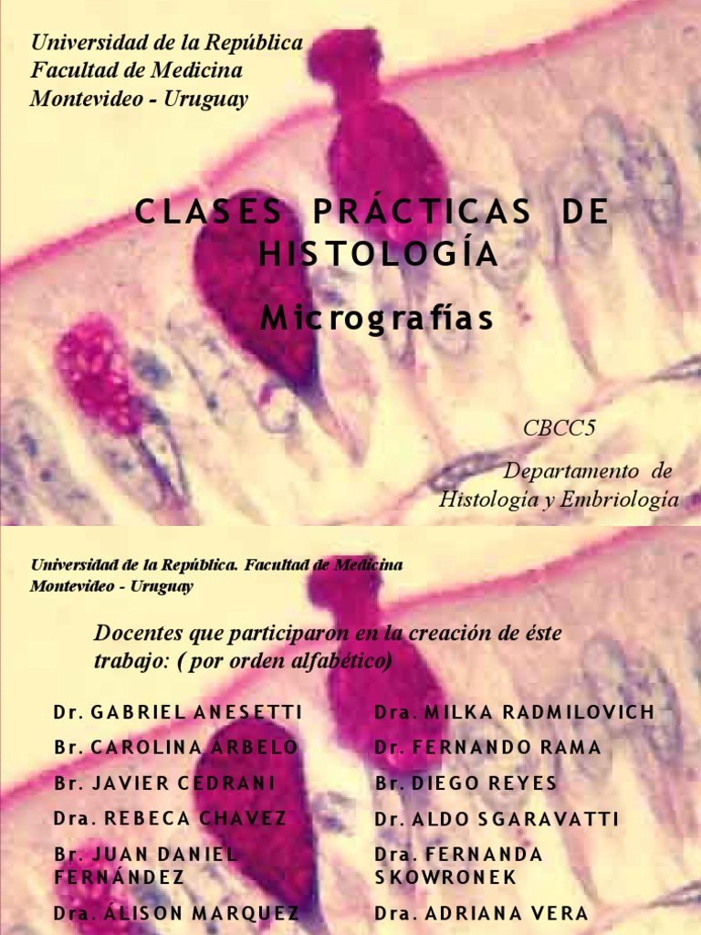 MICROFOTOGRAFÍA-BCC5 | PDF