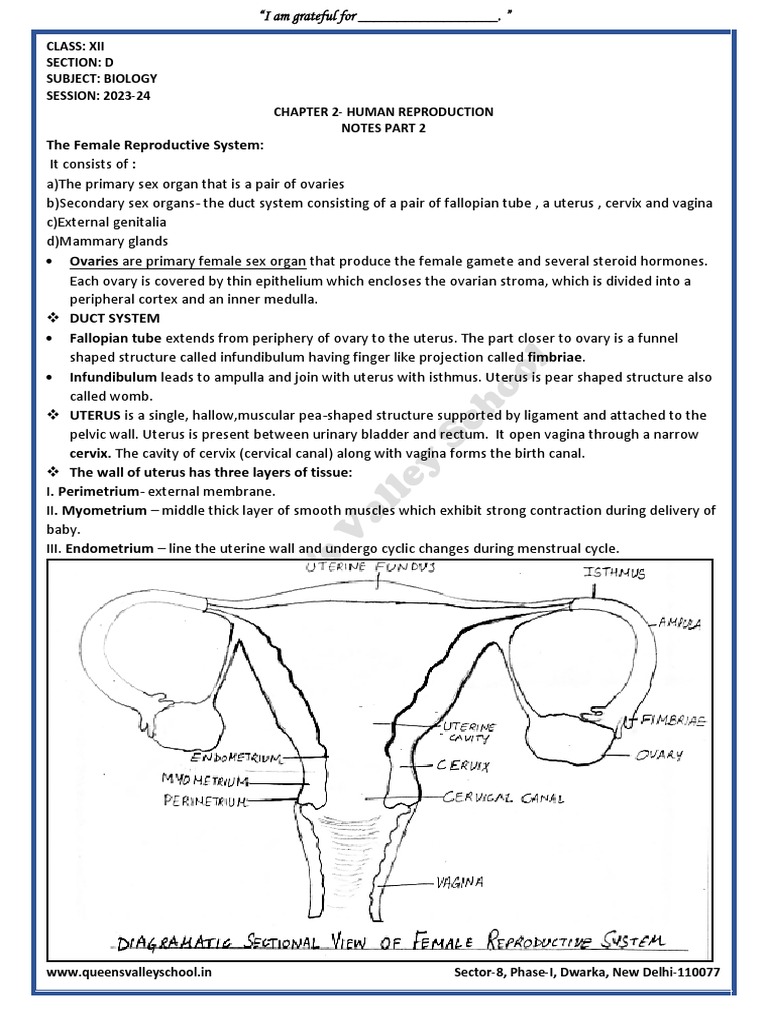The Female Reproductive System: It Consists of | PDF | Uterus | Ovary