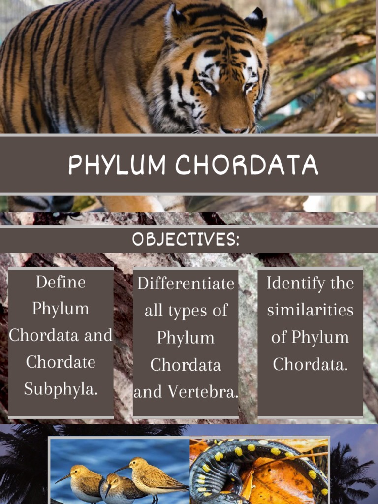 Phylum Chordata Pictures Chordata | PDF