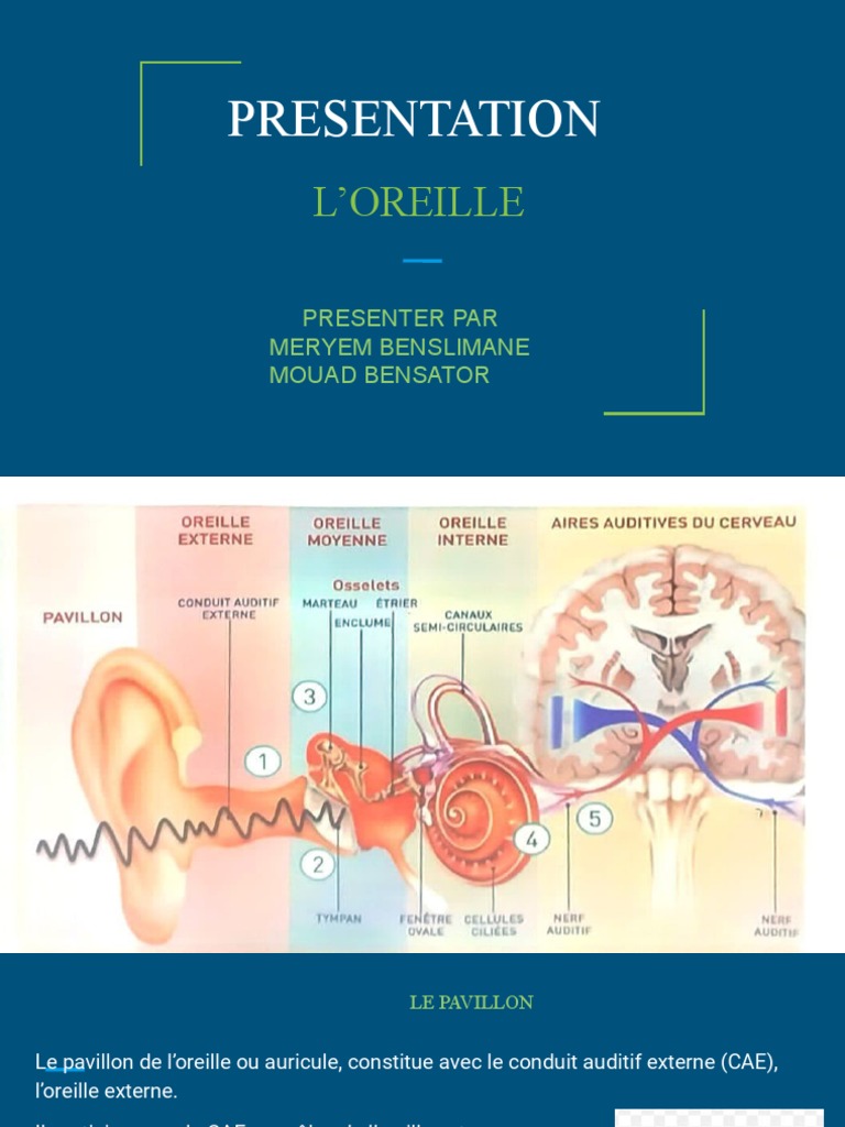 L'oreille | PDF | Oreille | Système auditif