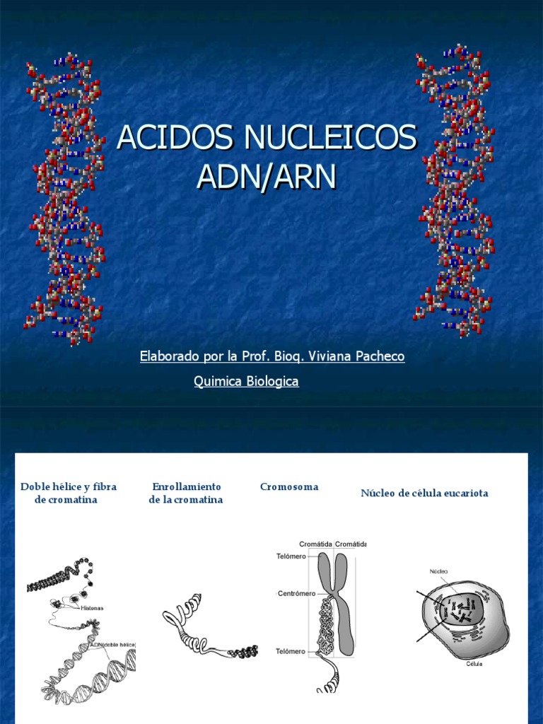 acidos nucleicos | PDF | Rna | Adn