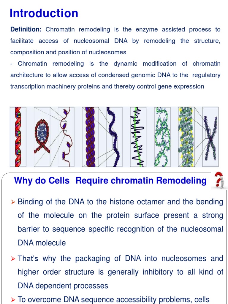 Chromatin Remodeling-5 | PDF | Chromatin | Histone