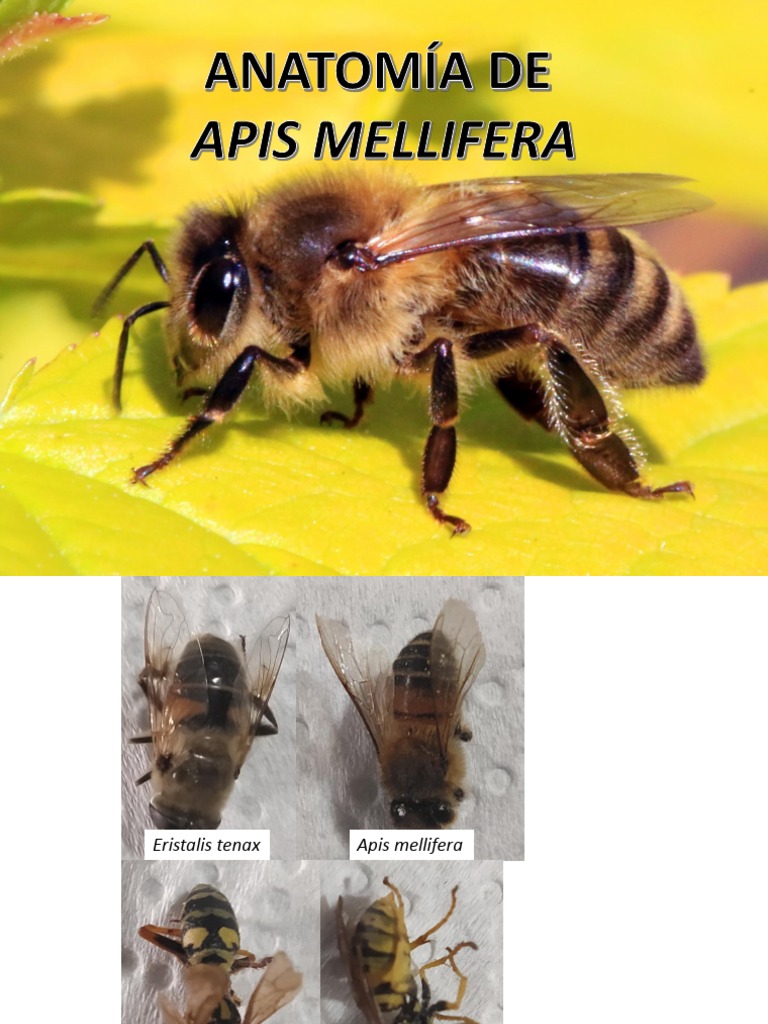 Anatomía de Apíis Mellifera | PDF