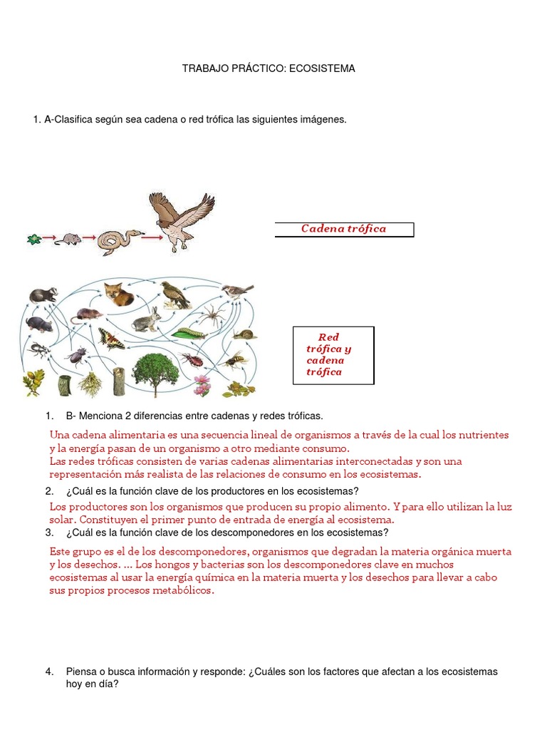 Trabajo Práctico - Ecosistema | PDF | Red alimentaria | Ecosistema