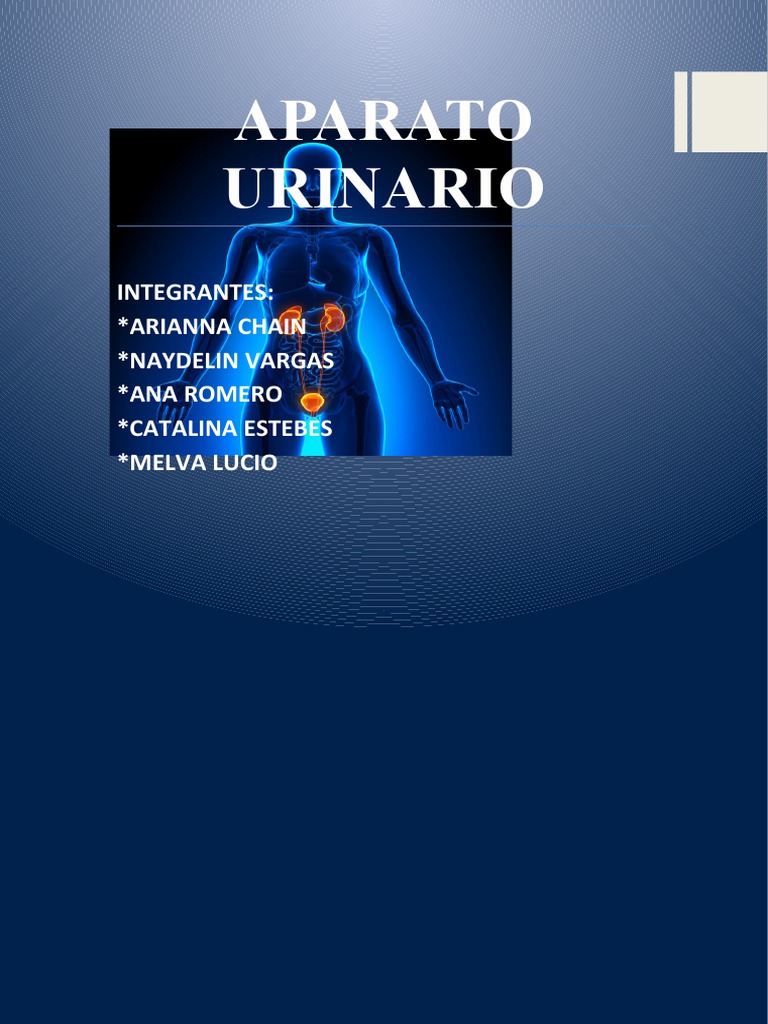 Aparato Urinario Carpeta | PDF | Sistema urinario | Vejiga urinaria