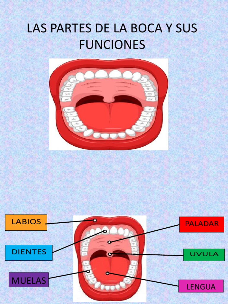 Las Partes de La Boca Y Sus Funciones | PDF