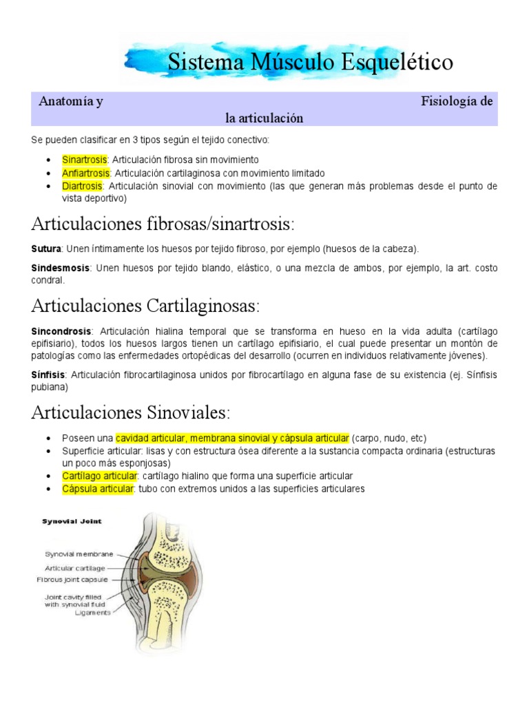2 Músculo Esquelético Pdf Articulación Sistema Esquelético