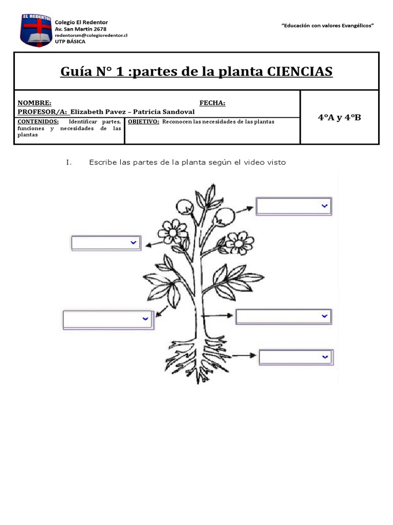 Partes de la Planta para Niños | PDF