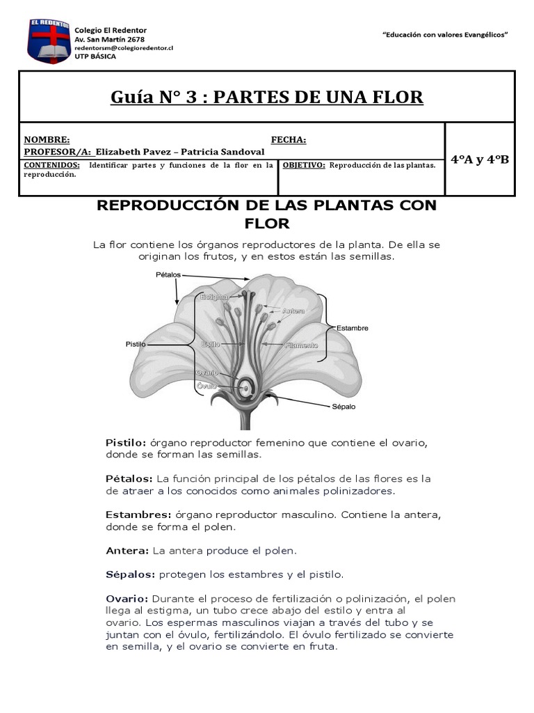 Guía 3 Las Partes de Una Flor | PDF