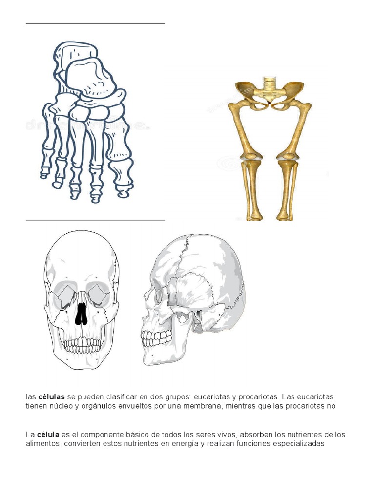 Huesos Para Imprimir Pdf