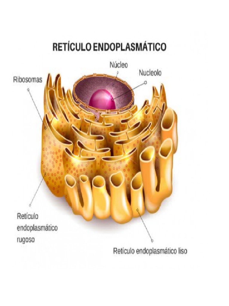 Retículo Endoplasmatico Imagen | PDF