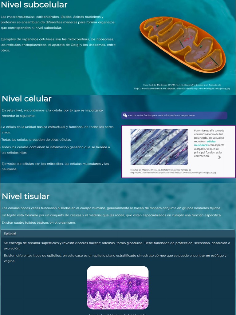Niveles | PDF