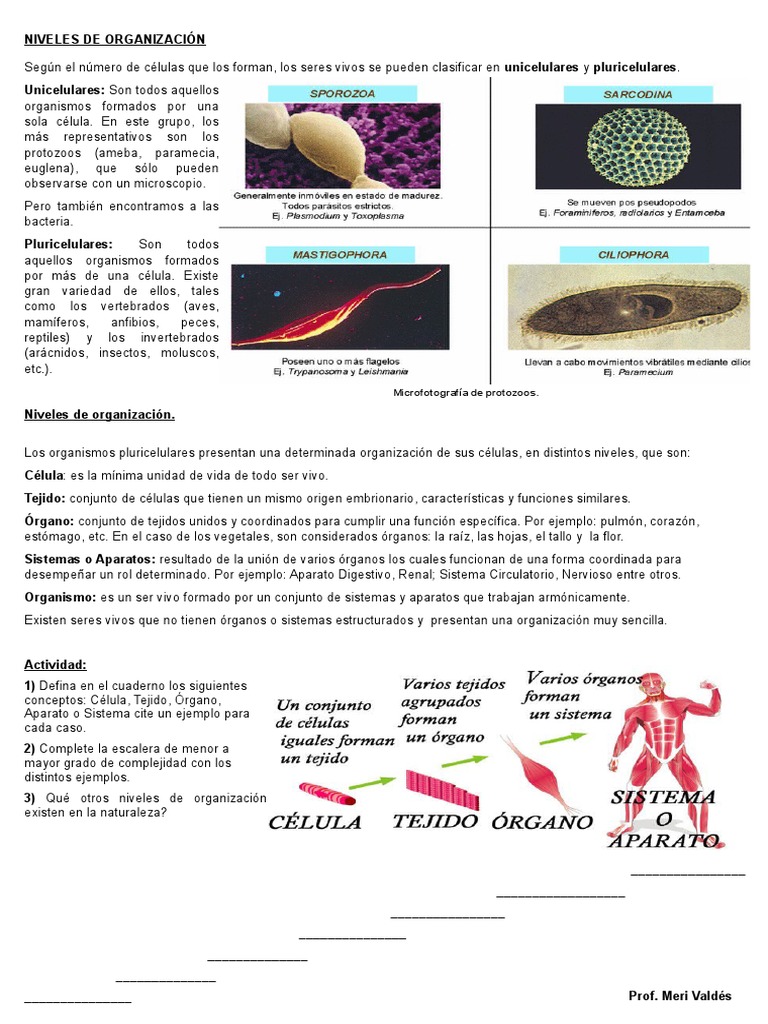 2 B - Niveles de Organización | PDF | Biología Celular) | Organismos