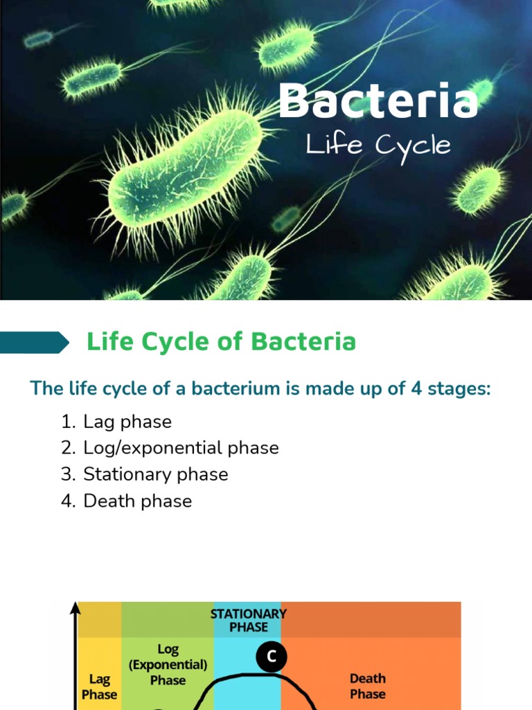 Bacteria - Life Cycle and TBPDF | PDF | Tuberculosis | Bacteria