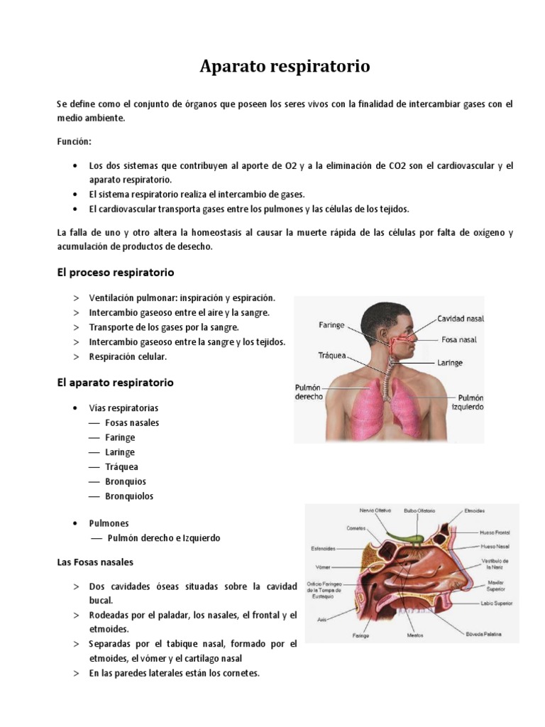 Aparato Respiratorio | Descargar gratis PDF | Pulmón | Sistema respiratorio
