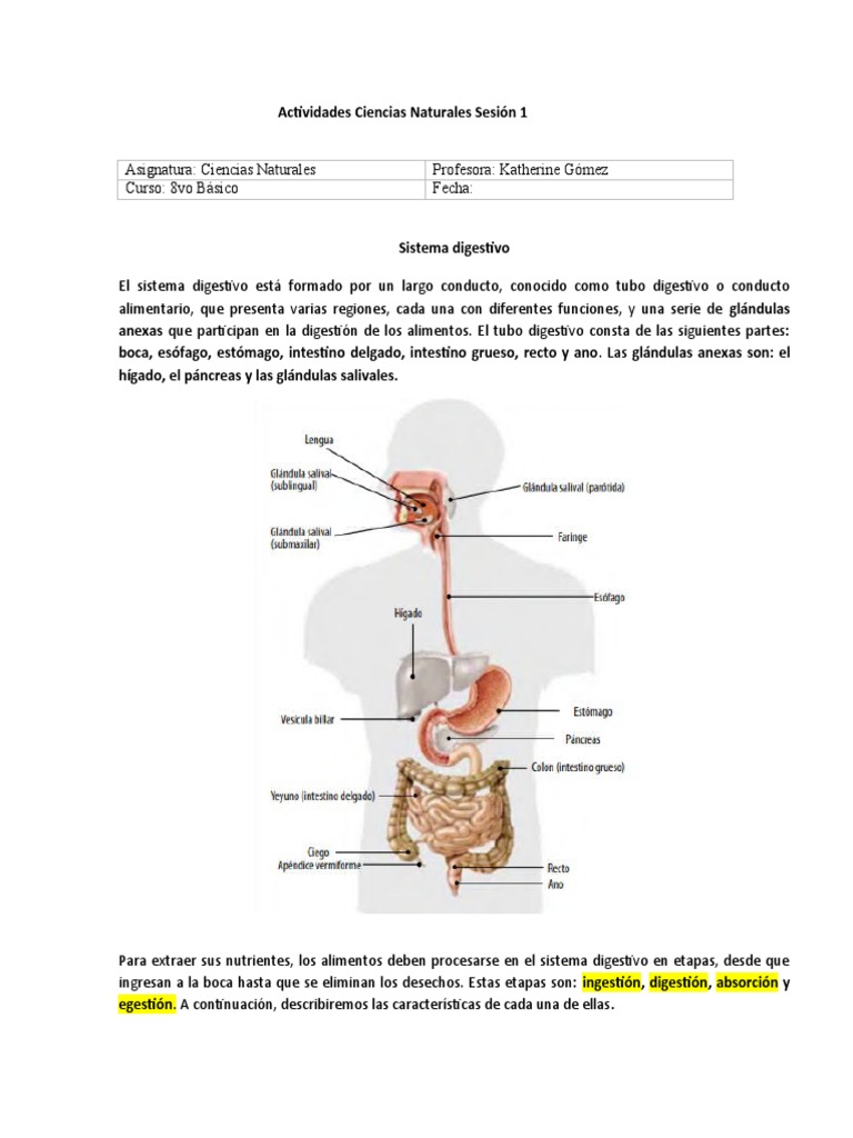 8° Básico Ciencias Naturales Sistema Digestivo | Descargar gratis PDF ...