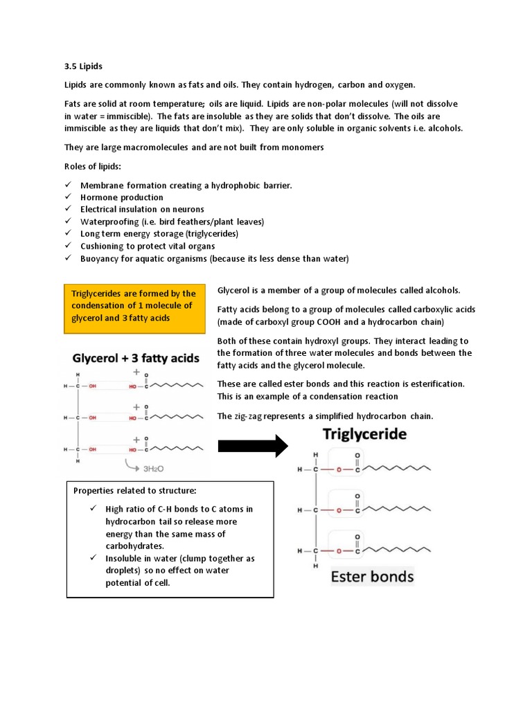 3.5 Lipids - A Level Biology | PDF | Cell Membrane | Fatty Acid