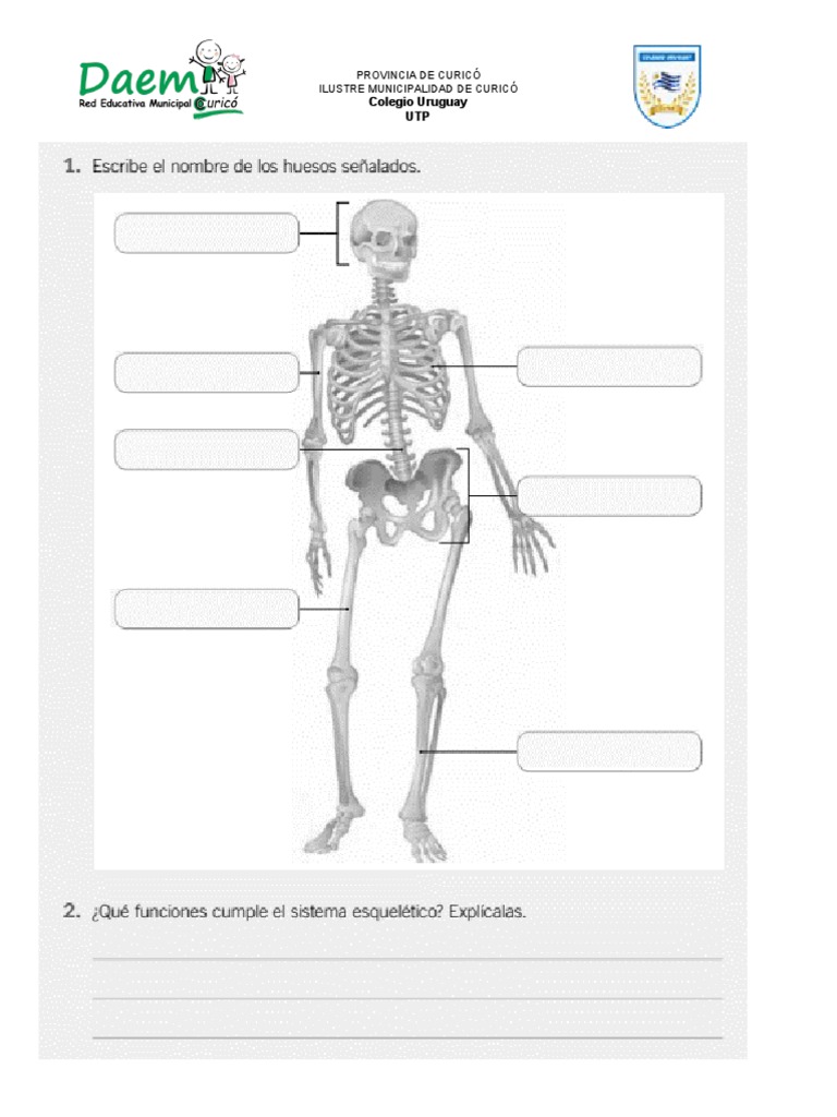 PARTES DEL SISTEMA ESQUELETICO | PDF