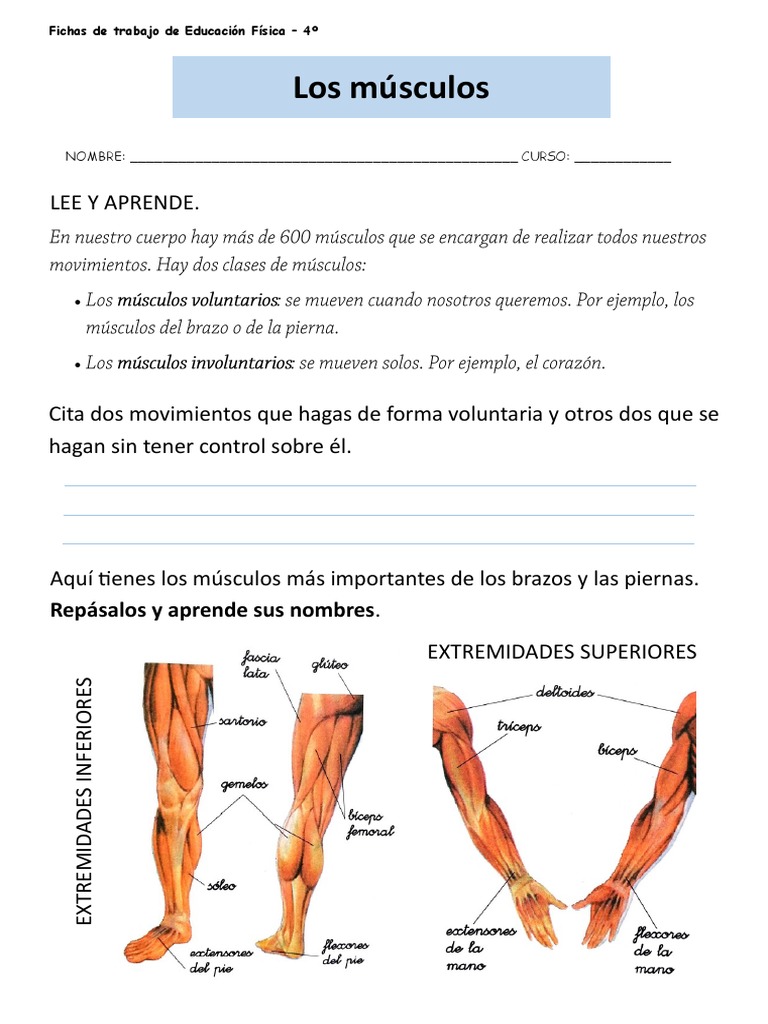 4º 1 Los Músculos Pdf
