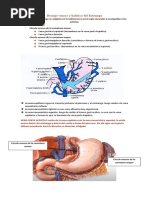Irrigación Del Esofago | PDF | Tracto gastrointestinal | Estómago