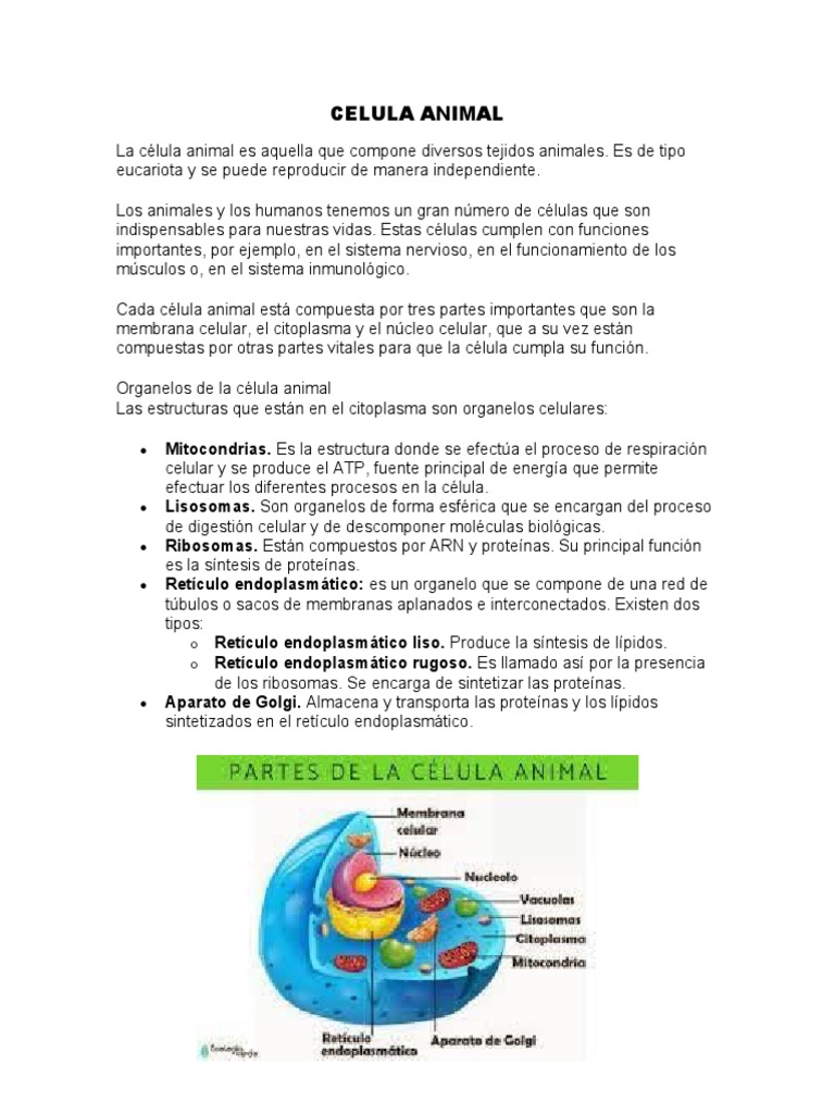 Celula Animal | PDF | Biología Celular) | Citoplasma