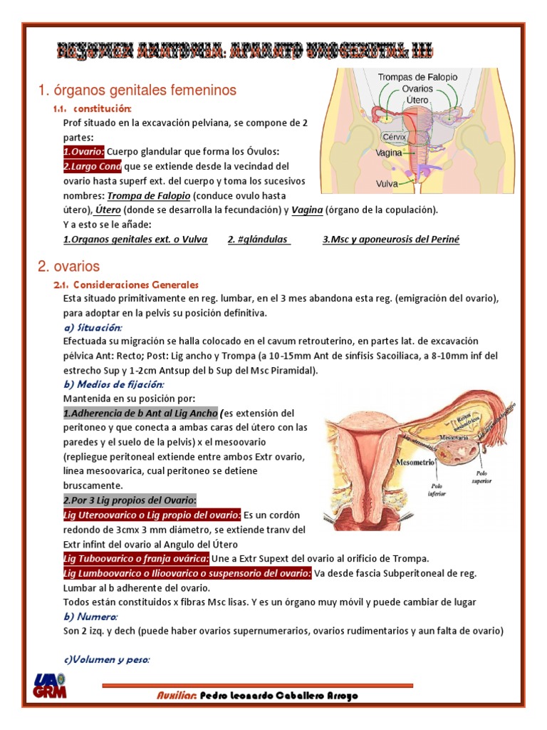 Anatomia de Genitales Femeninos | PDF | Vagina | Útero
