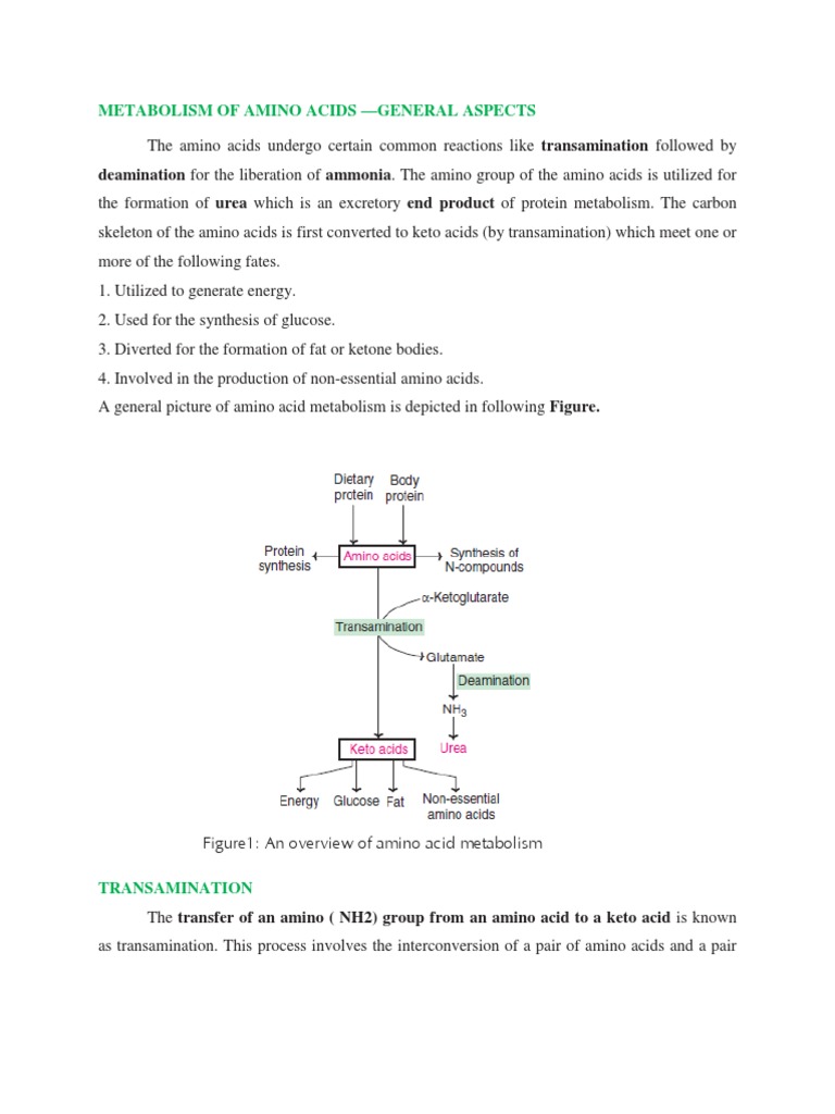 An Overview of Amino Acid Metabolism: Transamination, Oxidative ...