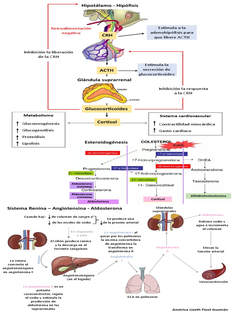 Eje Suprarrenales - América Fiool | PDF | Angiotensina | Glándula ...