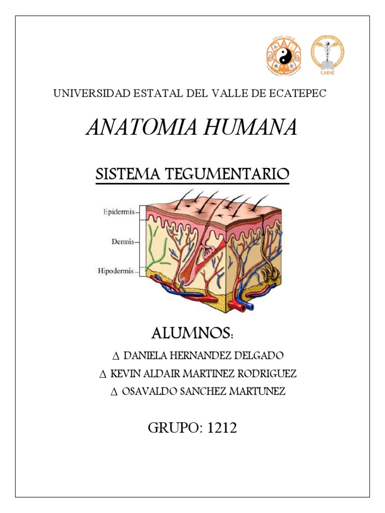 Sistema Tegumentario ANATOMIA | PDF | Piel | Epidermis