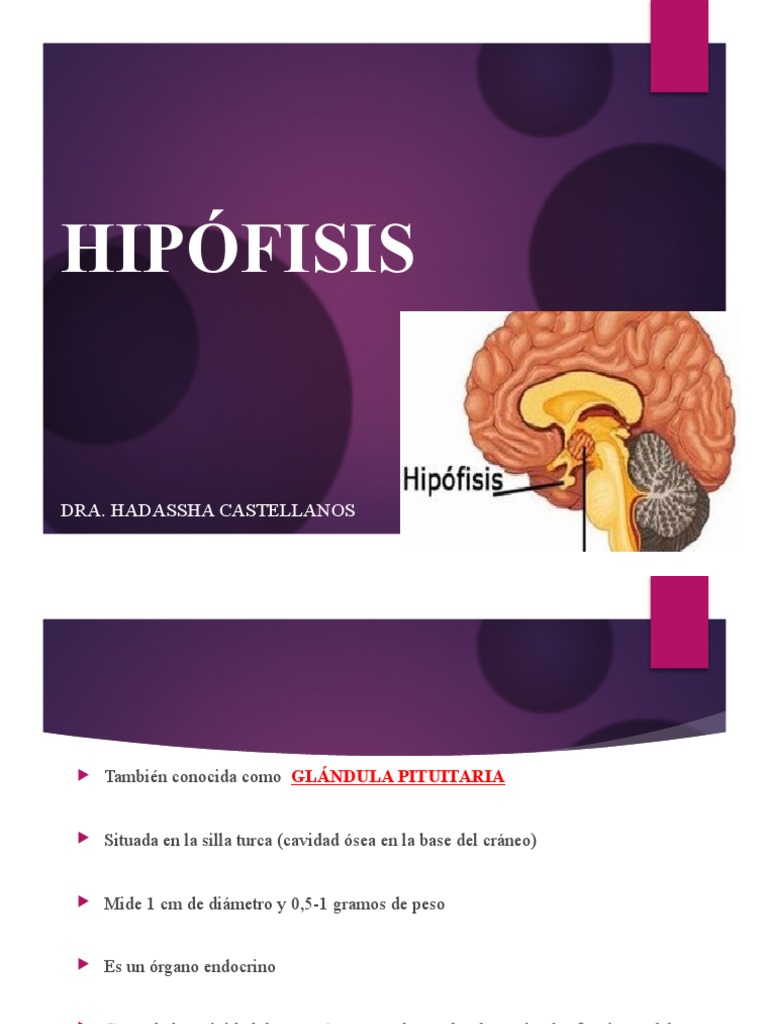 HIPÓFISIS | PDF | Glándula pituitaria | Hormona luteinizante