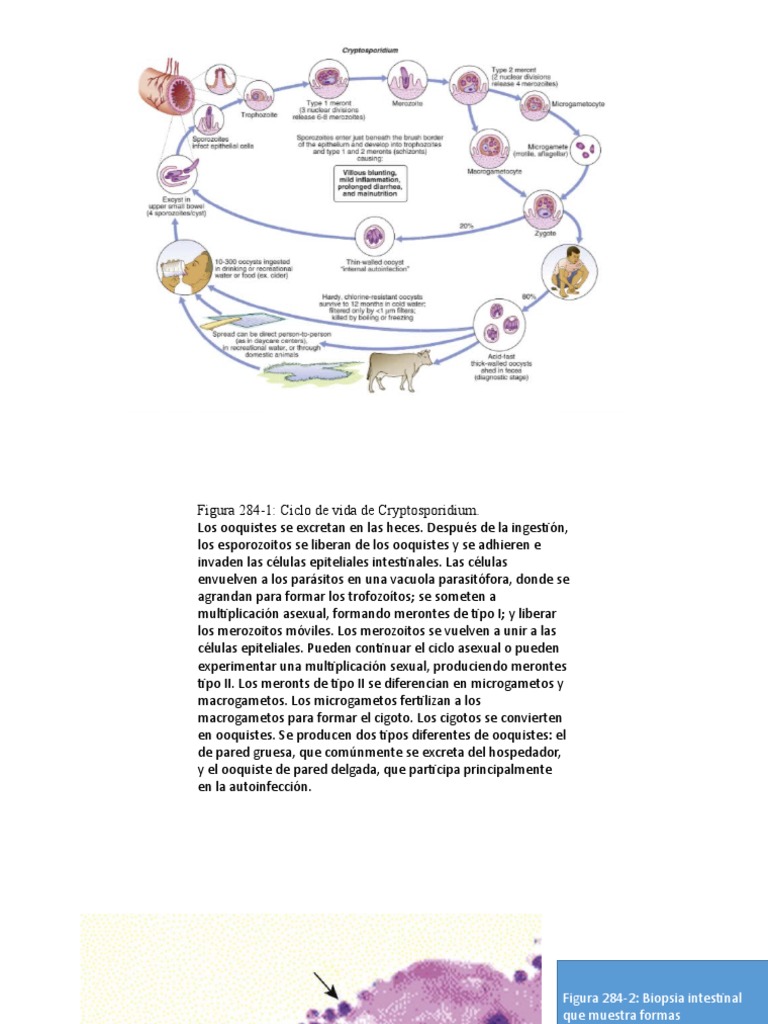 Ciclo vital-C.hominis | PDF | Especialidades Medicas | Ciencias de la Salud