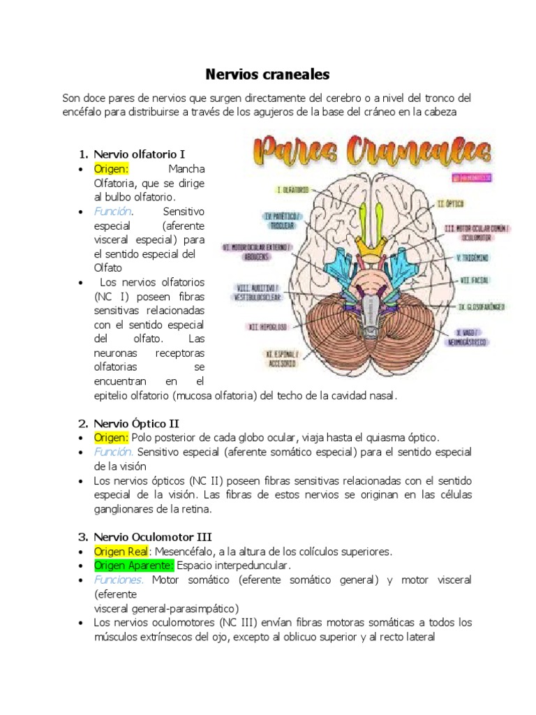 Funciones de los Nervios Craneales | PDF | Anatomía | Anatomía humana