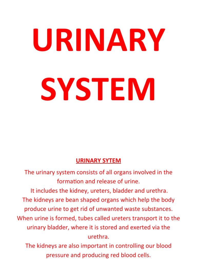 Urinary System | PDF | Kidney | Urinary Bladder