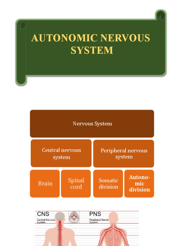 Autonomic Nervous System | PDF | Autonomic Nervous System | Nervous System