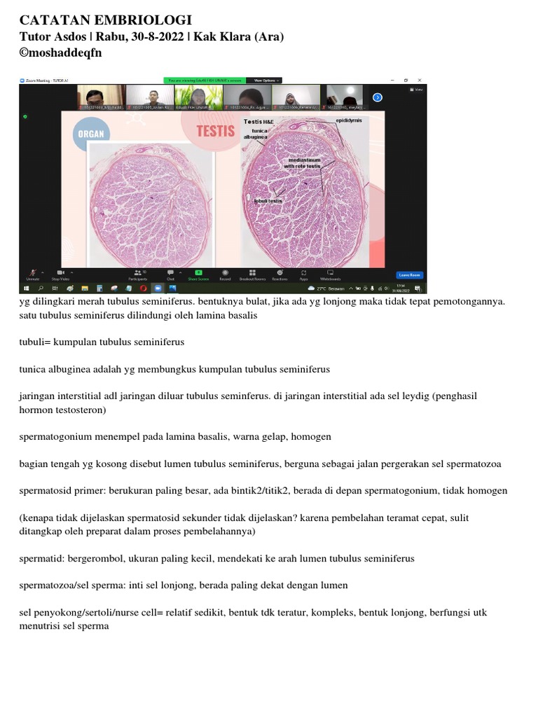 Embriologi Testis dan Struktur Tubulus | PDF