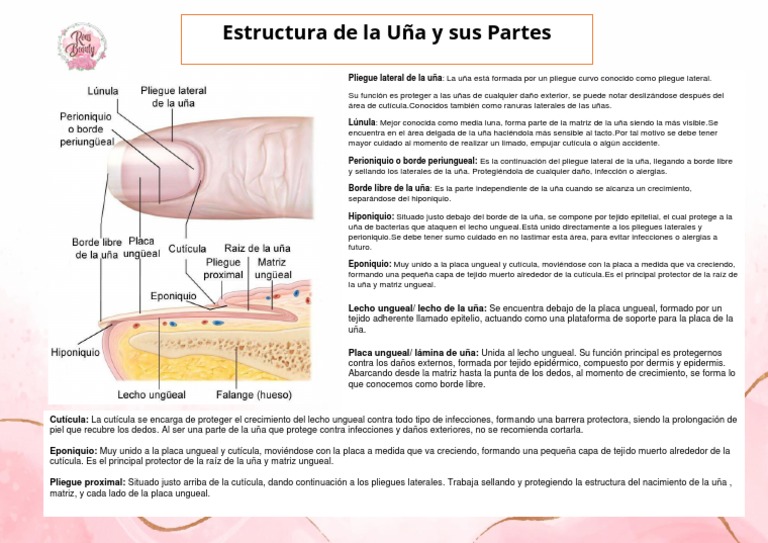 Estructura de La Uña y Sus Partes | PDF | Clavo (anatomía) | Morfología ...