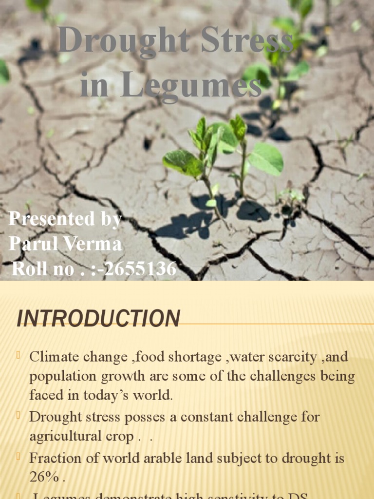 Drought Stress Mechanisms in Legumes | PDF | Plant Breeding | Drought