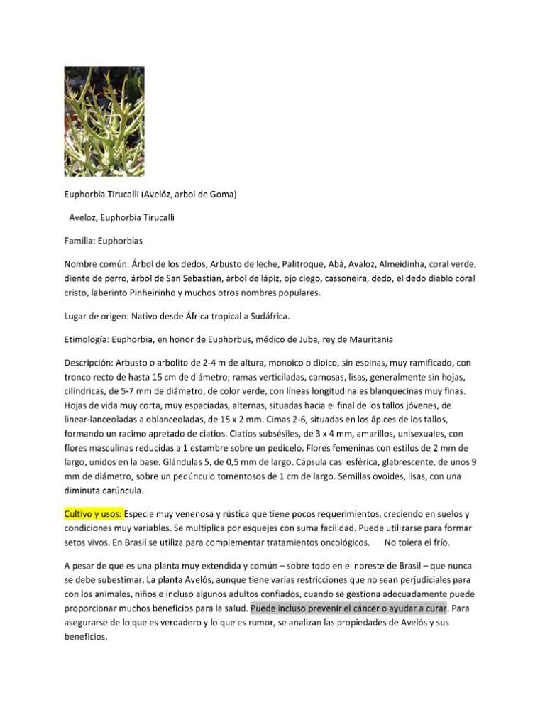 Euphorbia Tirucalli (Avelóz, arbol de Goma): Una Planta Medicinal con ...